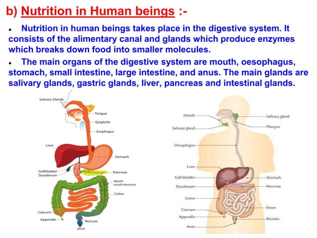 Life processes.ppt | Nutrition | Healthy Living
