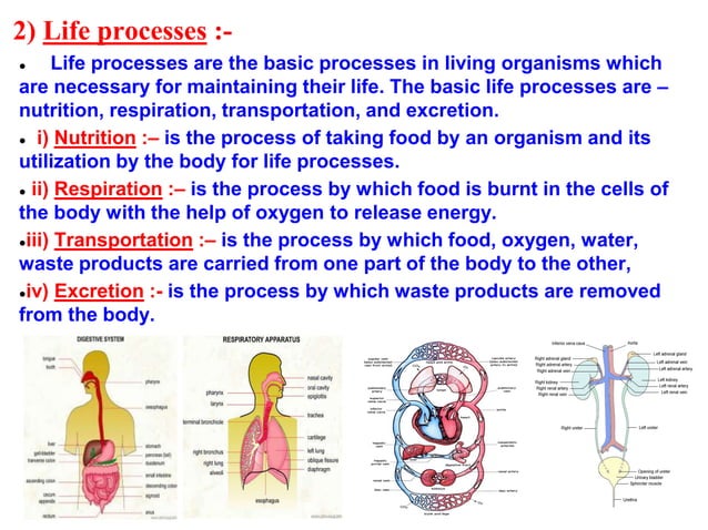 Life processes.ppt | Nutrition | Healthy Living