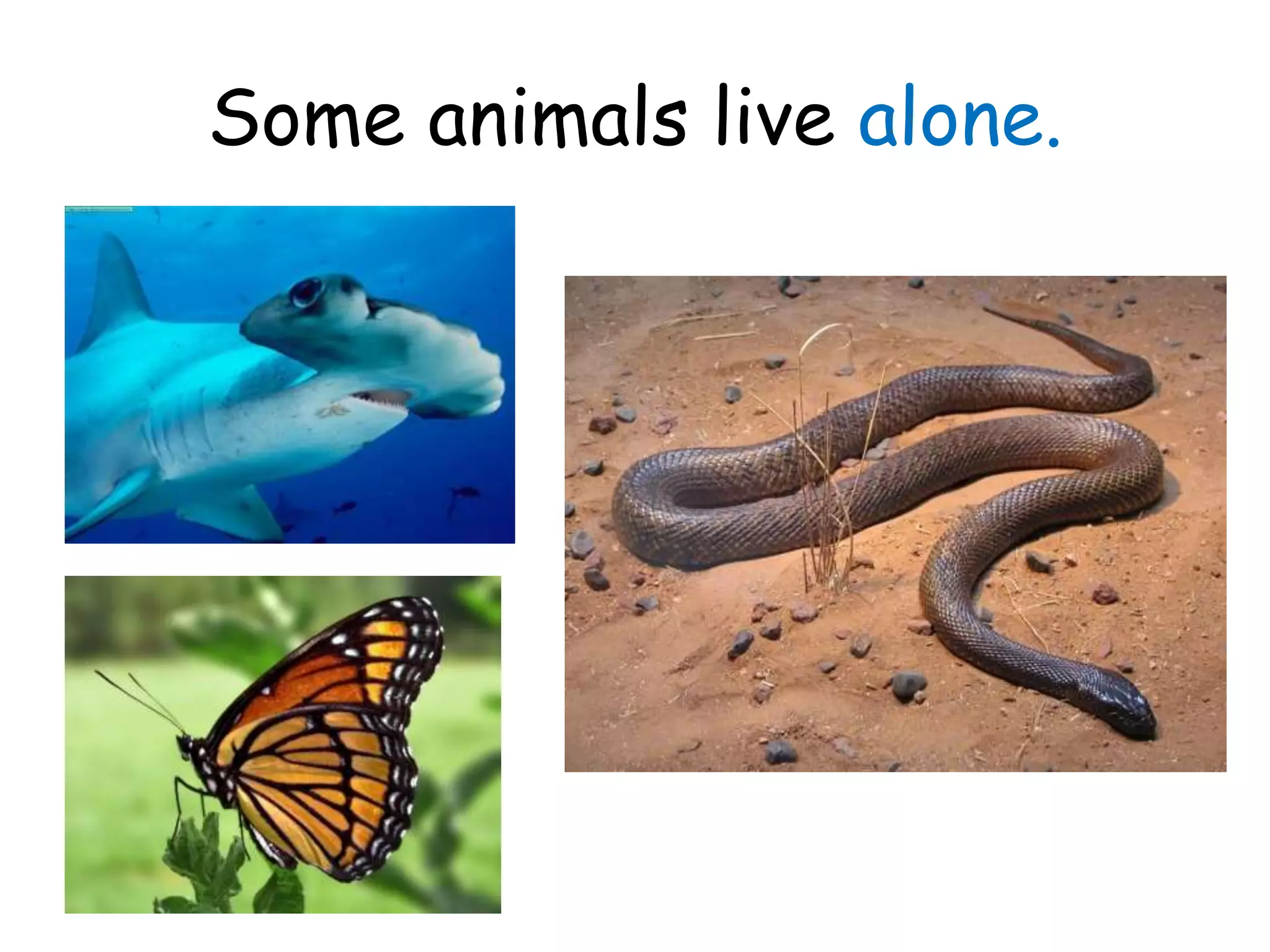 Life processes UNIT 3 YEAR 3 LIVING THINGS | PPTX