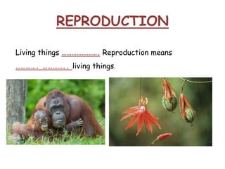 Life processes UNIT 3 YEAR 3 LIVING THINGS | PPTX