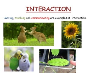 Life processes UNIT 3 YEAR 3 LIVING THINGS | PPTX