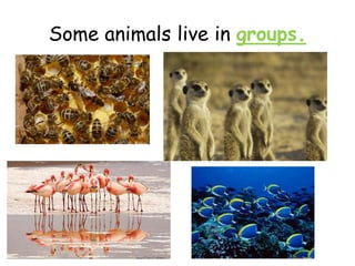 Life processes UNIT 3 YEAR 3 LIVING THINGS | PPTX