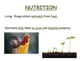 Life processes UNIT 3 YEAR 3 LIVING THINGS | PPTX