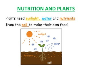 Life processes UNIT 3 YEAR 3 LIVING THINGS | PPTX