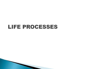 Life processes | PPTX