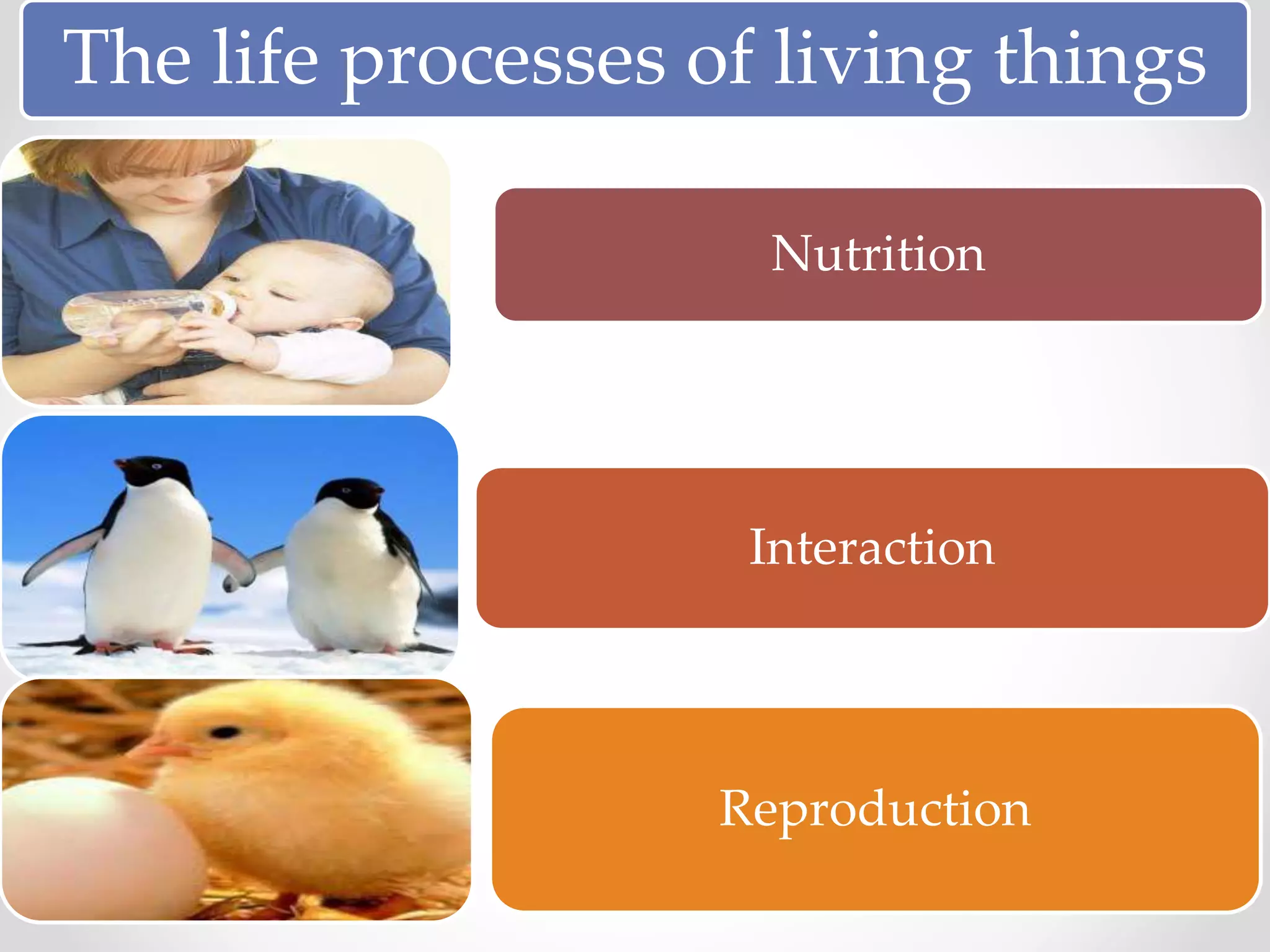 Life processes | PPTX
