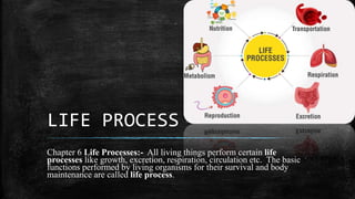 Life processes | PPTX