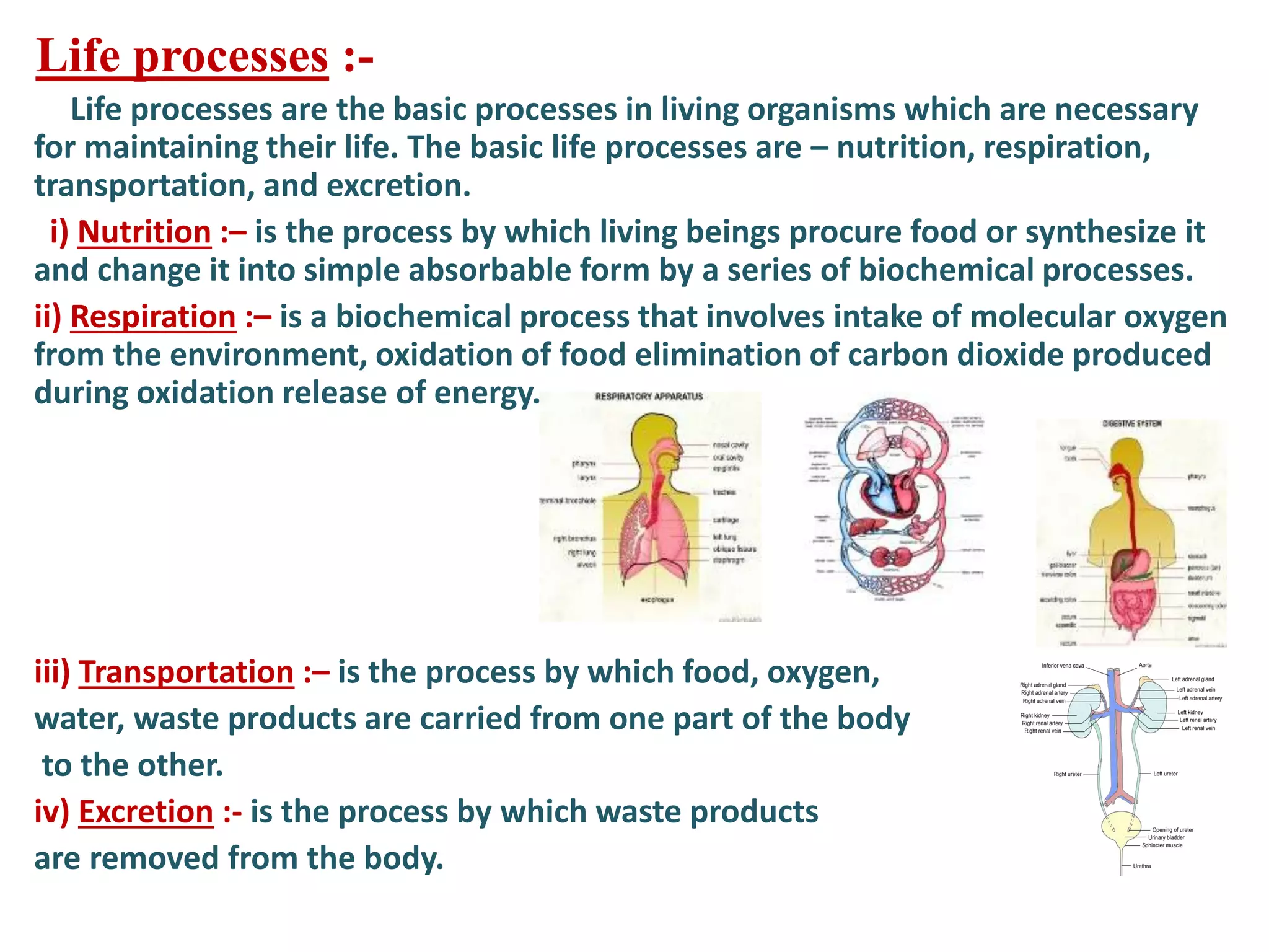 Life processes | PPTX