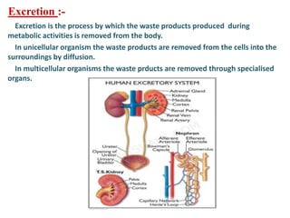 Life processes | PPTX