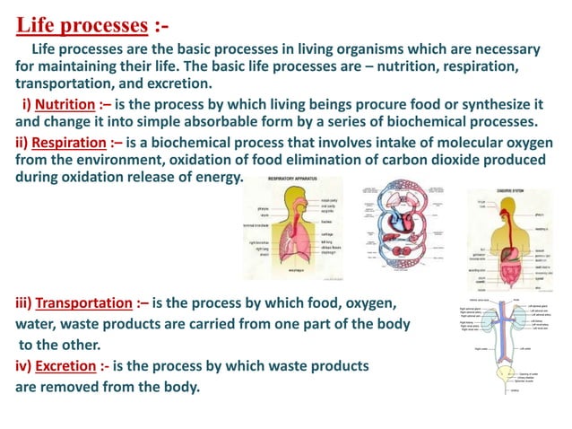 Life processes | PPTX | Nutrition | Healthy Living