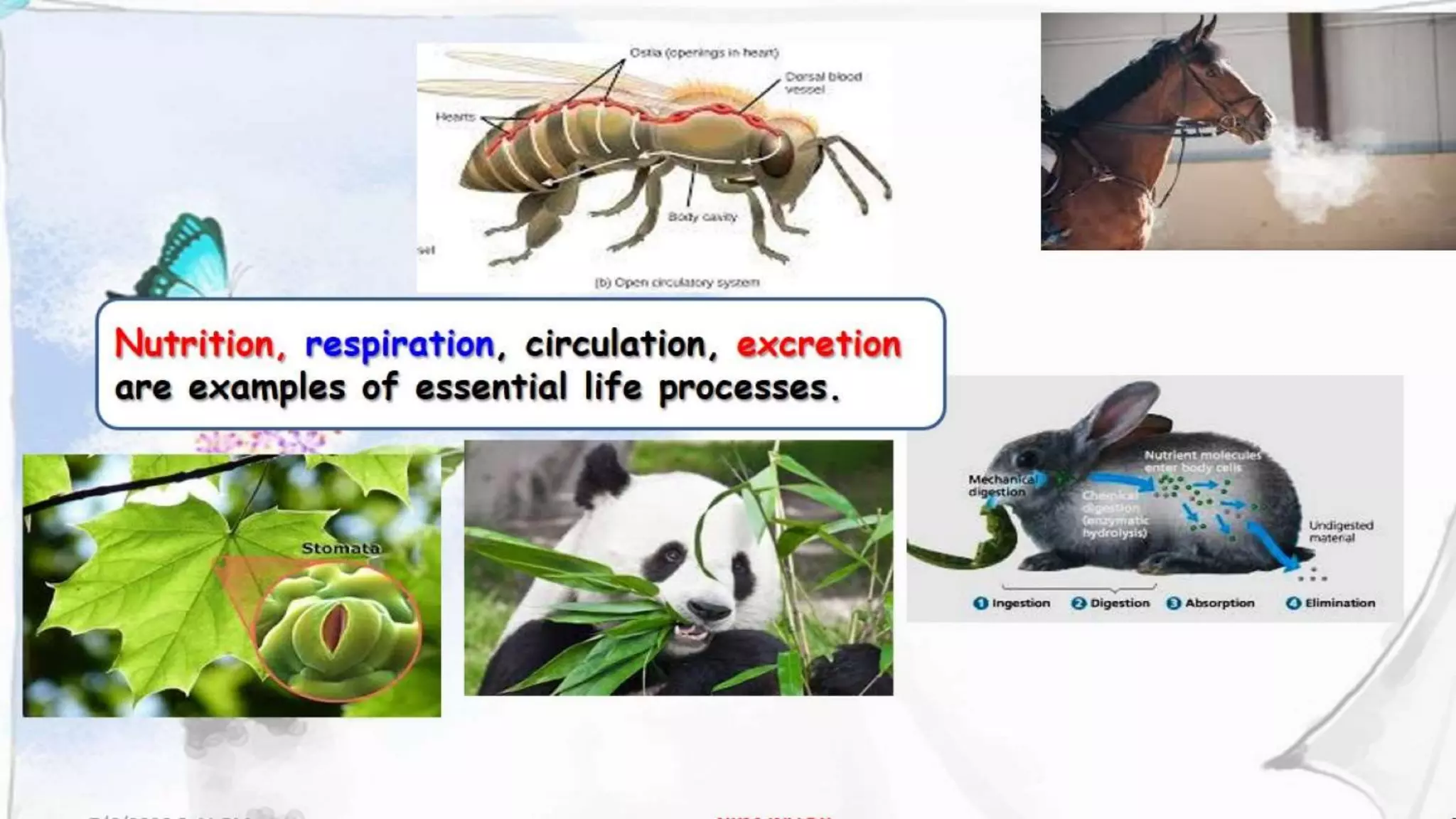 Life processes grade 10 | PPTX | Biological Sciences | Science