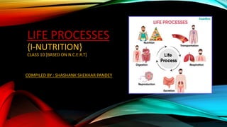 LIFE PROCESSES.pptx