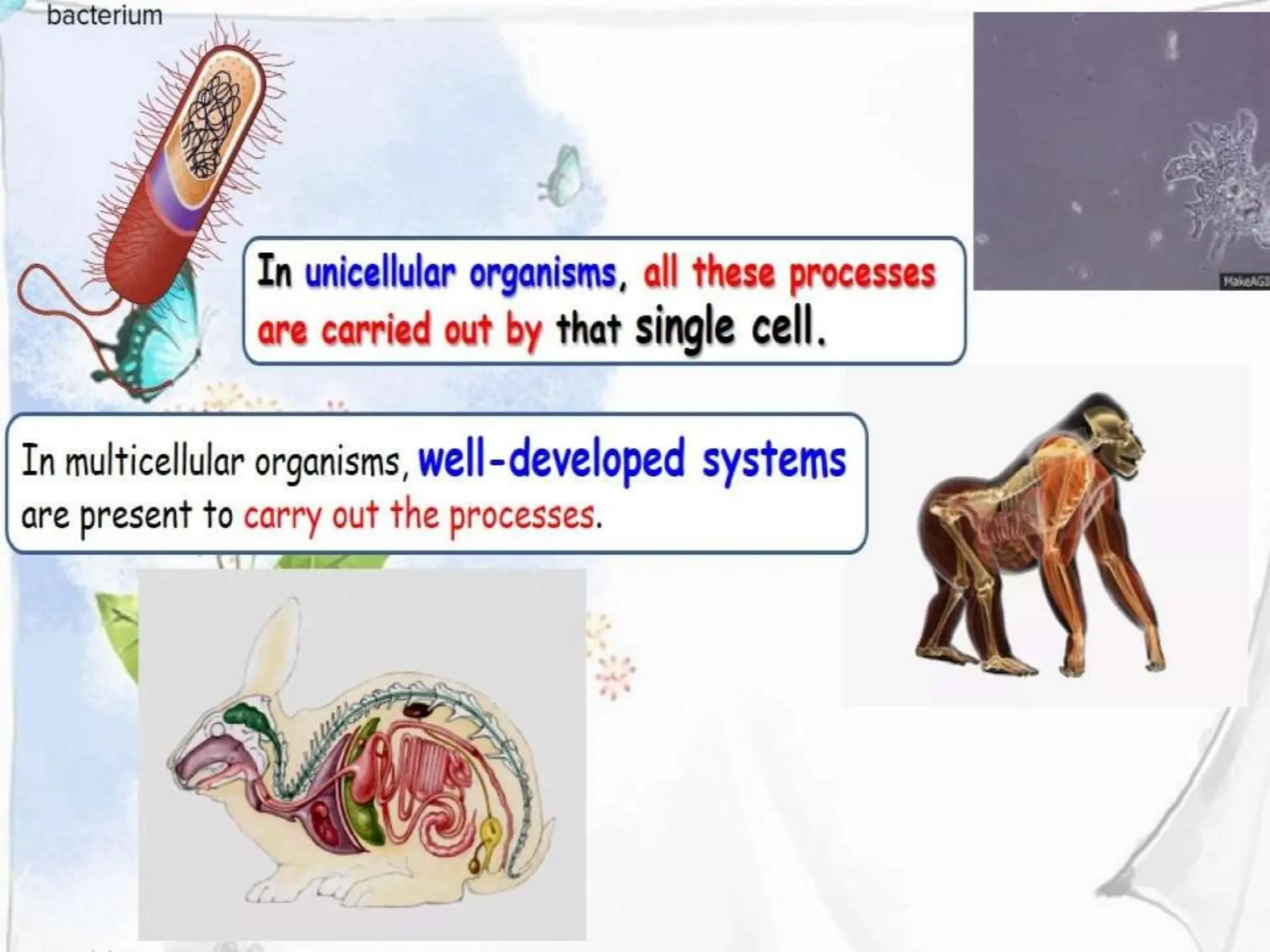 Life processes, biology class 10 PPT.pptx