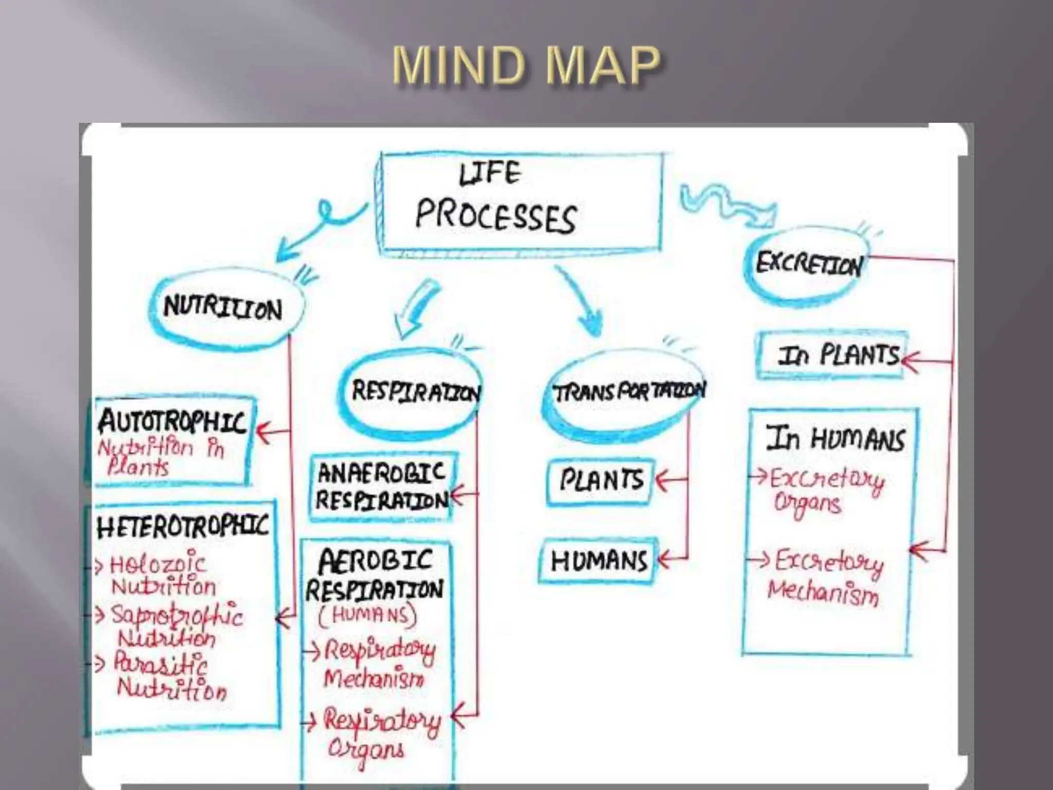 Life processes, biology class 10 PPT.pptx