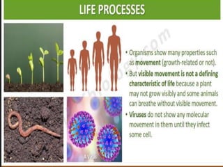 Life processes, biology class 10 PPT.pptx | Chemistry | Science