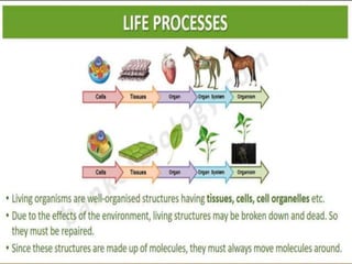 Life processes, biology class 10 PPT.pptx | Chemistry | Science