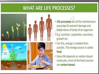 Life processes, biology class 10 PPT.pptx | Chemistry | Science