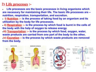 all about the LIFE PROCESSES cha.ppt.pdf