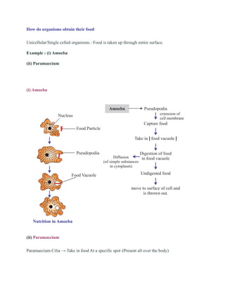 Life processes notes | PDF