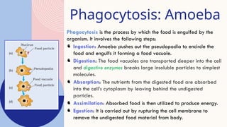 Life Processes - Nutrition IN ANIMALS AND PLANTS | PPTX
