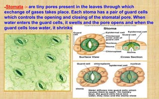 LIFE PROCESSES10.pptx
