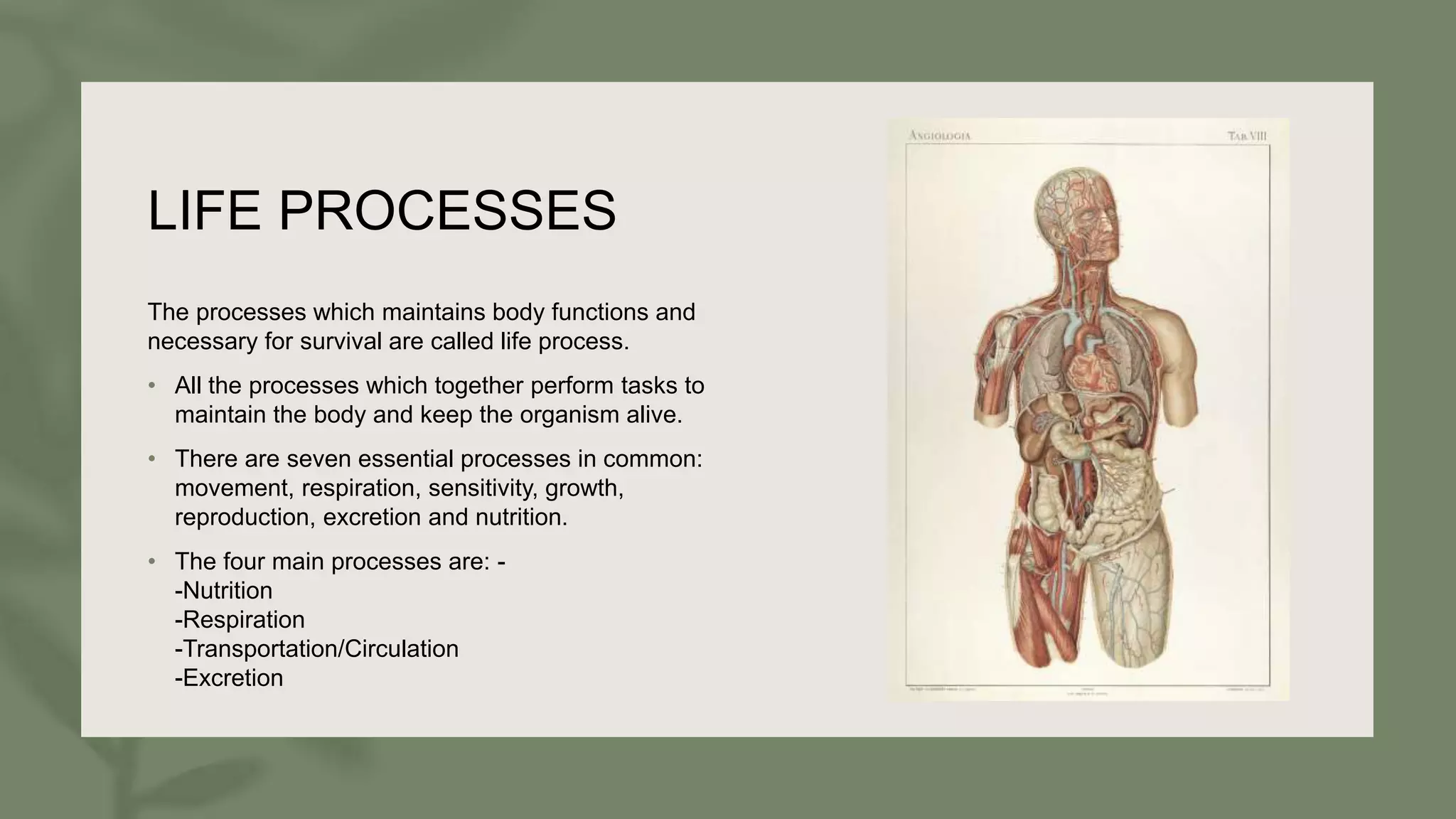 LIFE PROCESSES ( Part-1) | PPTX