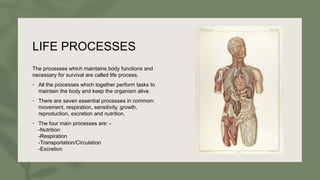 LIFE PROCESSES ( Part-1) | PPTX