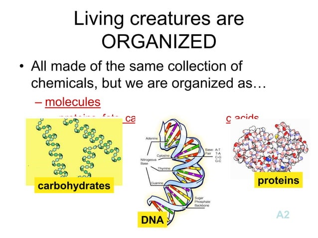 LIfe_processes_2010.pptxBiooolooogyyyyyy | PPT