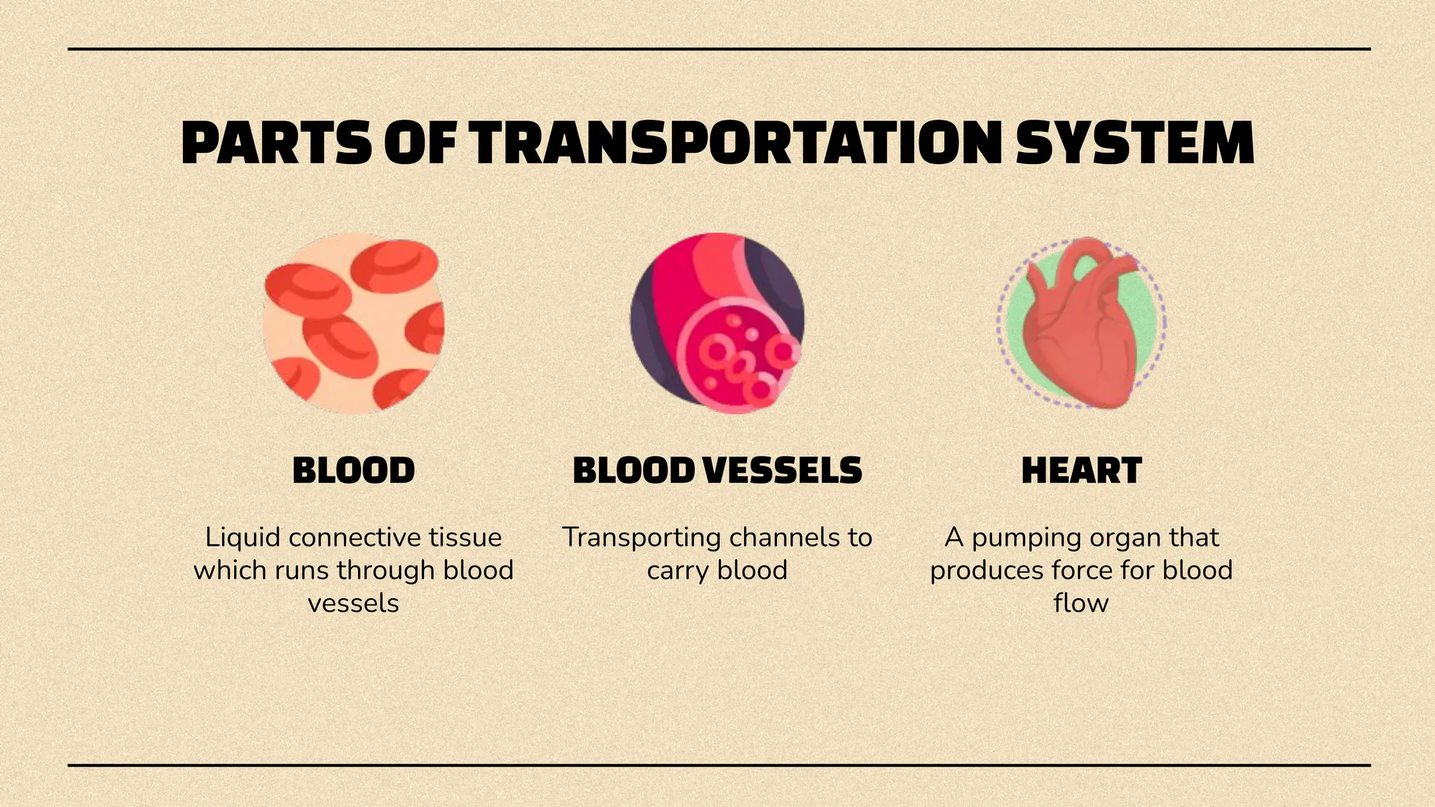 LIFE PROCESSES - PART 3 - TRANSPORTATION.pdf