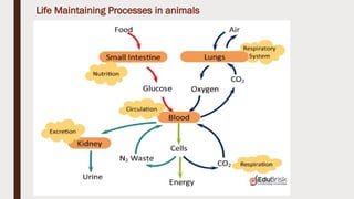 Class 10 biology ch 1 LIFE PROCESSES revision notes | PPTX