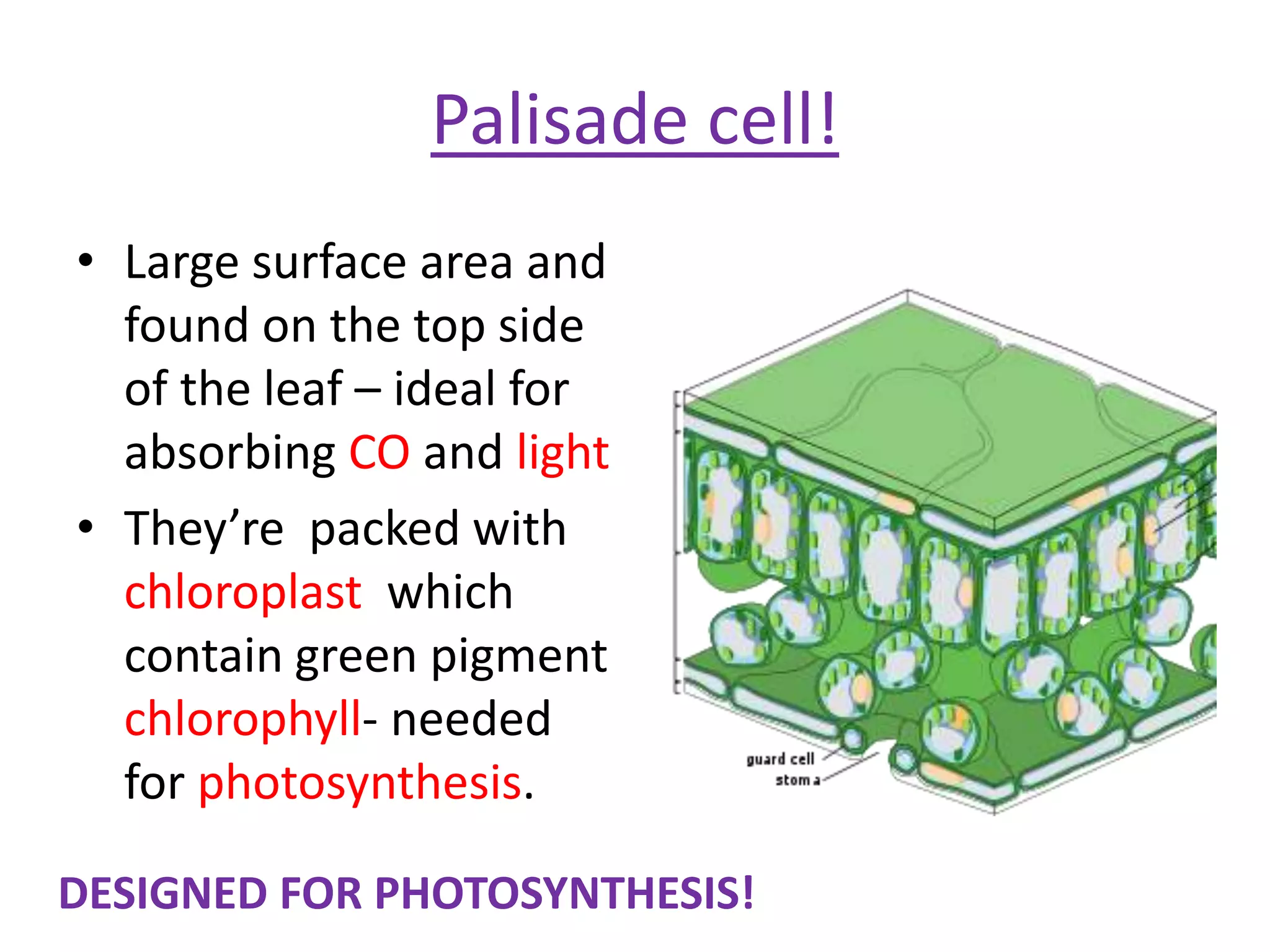 Life processes and cell activity | PPTX | Gardening | Home & Garden