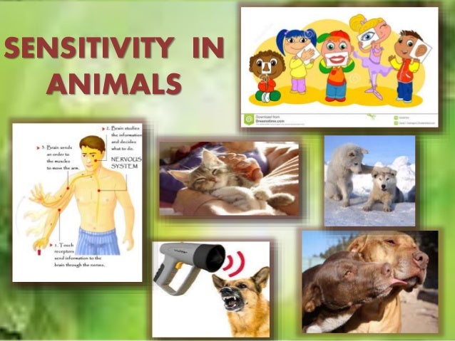 "Life processes" by Cristina Sanabria 3ºB