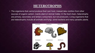 Life processes and homeostatic mechanism | PPTX