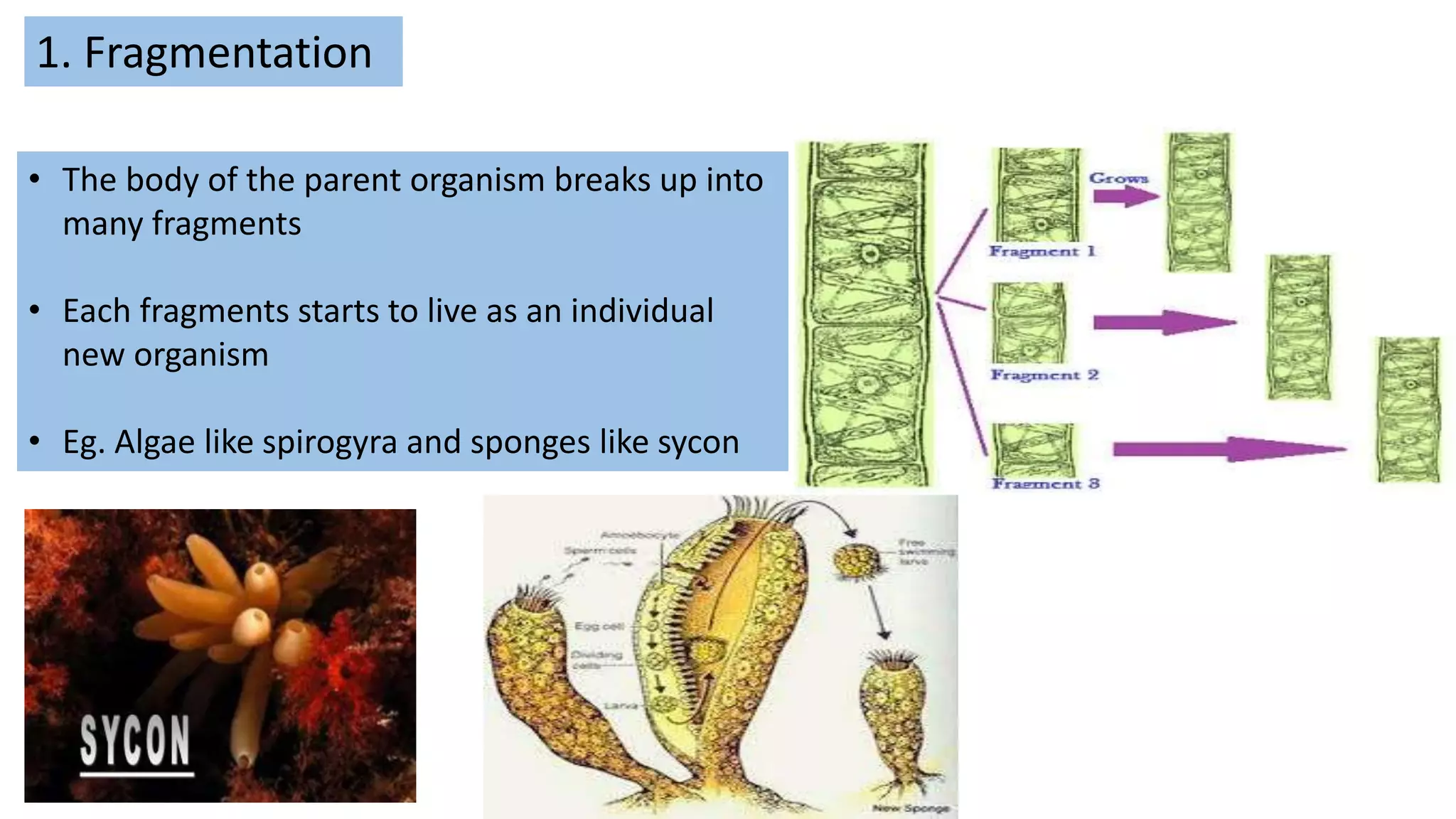 Life processes in living organism part 2 | PPTX