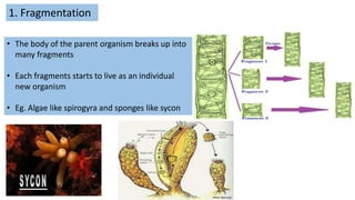 Life processes in living organism part 2 | PPTX