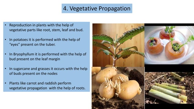 Life processes in living organism part 2 | PPTX