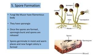Life processes in living organism part 2 | PPTX
