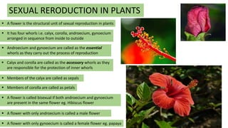 Life processes in living organism part 2 | PPTX