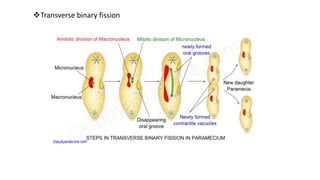 Life processes in living organism part 2 | PPTX