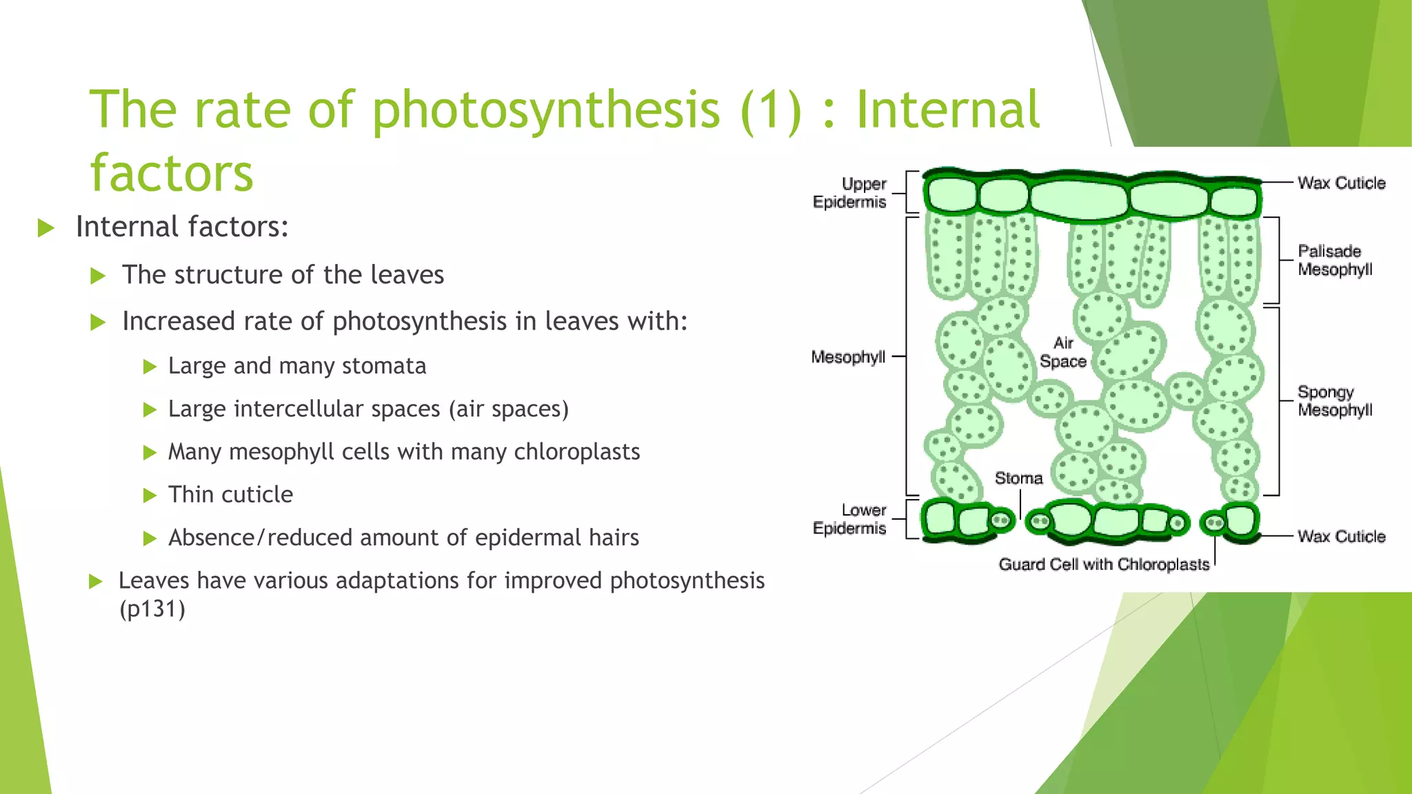 Life processes in plants and animals photosynthesis | PPTX