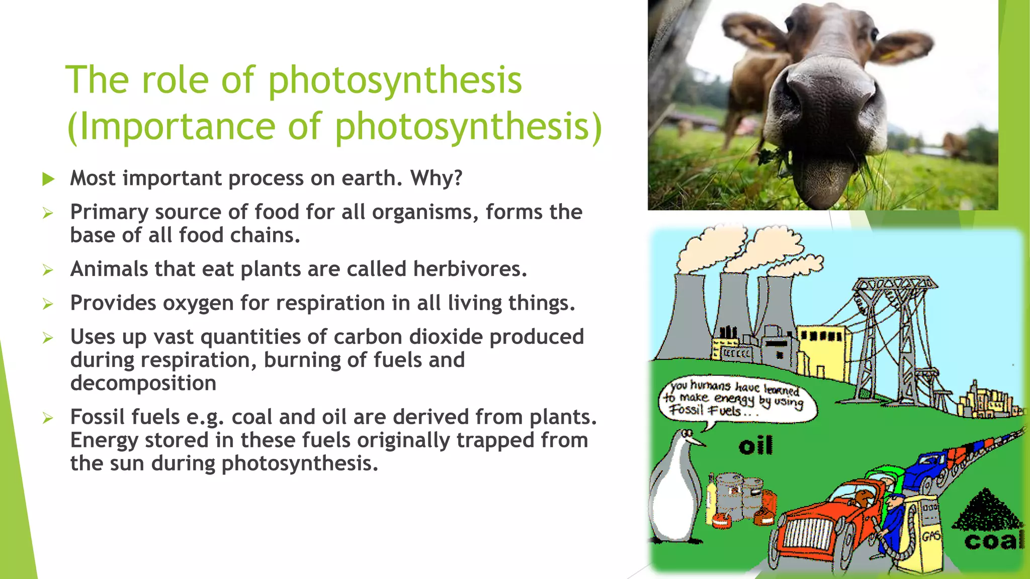 Life processes in plants and animals photosynthesis | PPTX