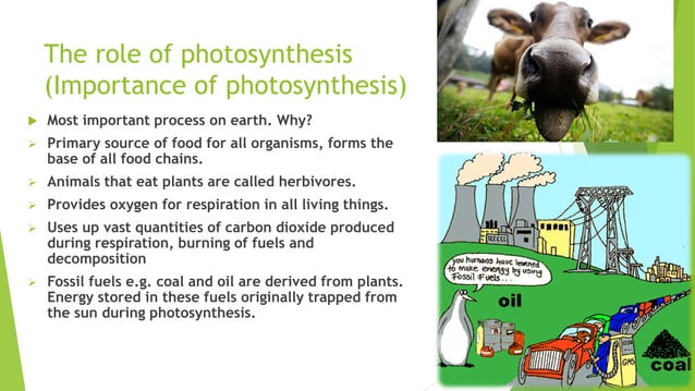 Life processes in plants and animals photosynthesis | PPTX
