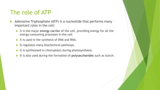 Life processes in plants and animals photosynthesis | PPTX