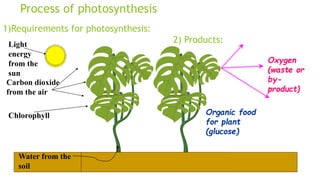 Life processes in plants and animals photosynthesis | PPTX