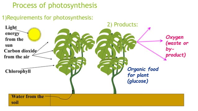 Life processes in plants and animals photosynthesis | PPTX