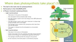 Life processes in plants and animals photosynthesis | PPTX
