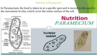 Life processes Part 1 (Nutrition) | PPT