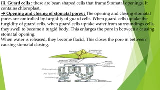 Life processes Part 1 (Nutrition) | PPT