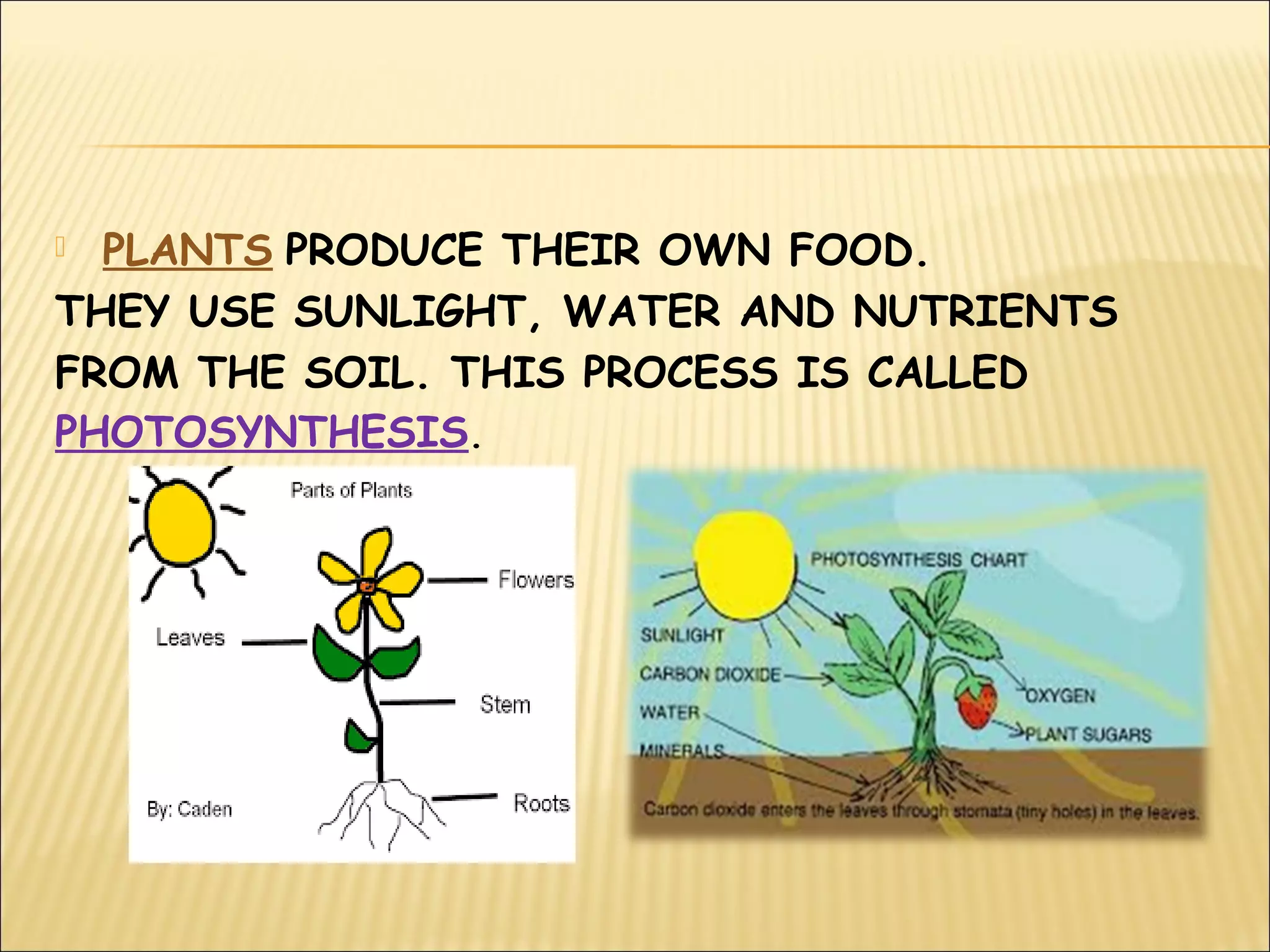 Life processes of animals and plants | PPT