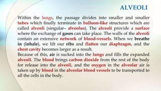 LIFE PROCESSES PART- 4.pptx